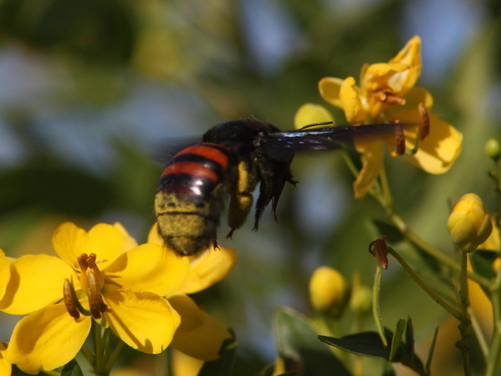 Reserva Ecológica Costanera Sur