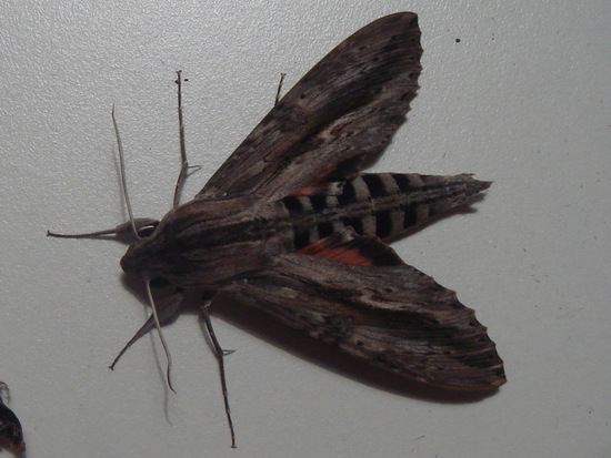 Reserva Ecológica Costanera Sur