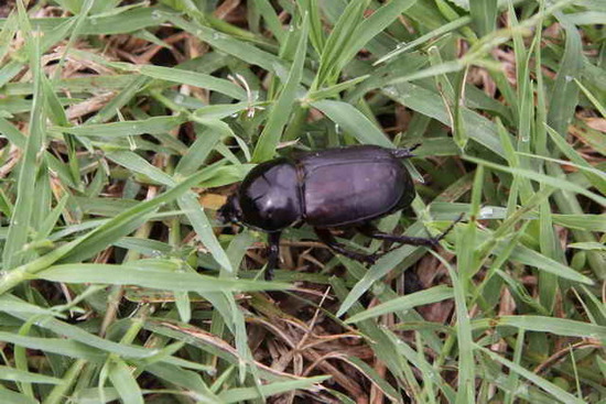 Reserva Ecológica Costanera Sur