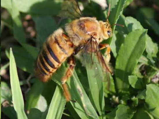 Reserva Ecológica Costanera Sur