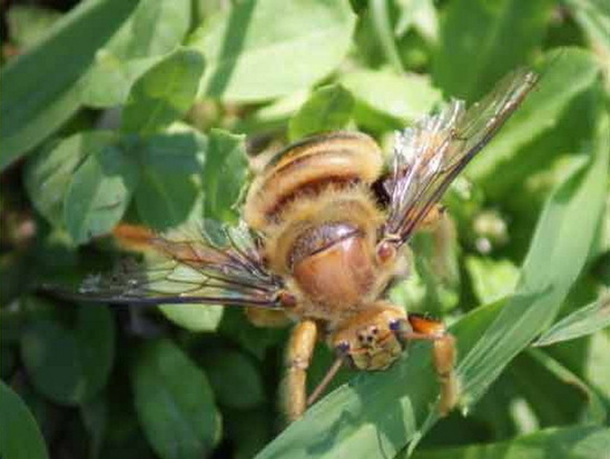 Reserva Ecológica Costanera Sur