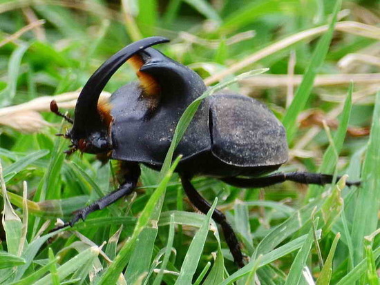 Reserva Ecológica Costanera Sur