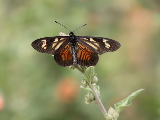 Reserva Ecológica Costanera Sur