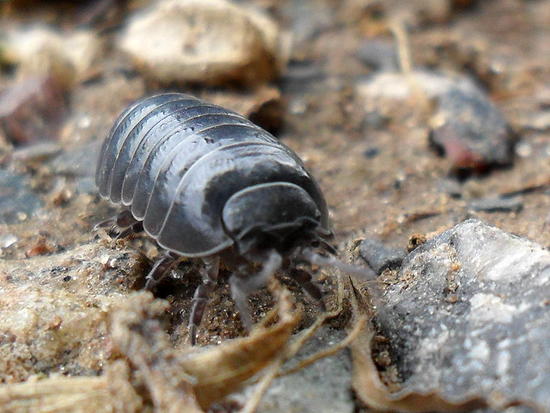 Reserva Ecológica Costanera Sur