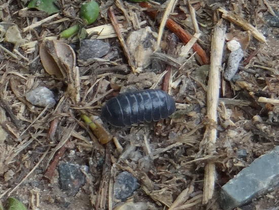 Reserva Ecológica Costanera Sur