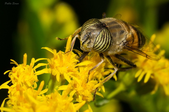 Reserva Ecológica Costanera Sur