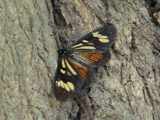 Reserva Ecológica Costanera Sur