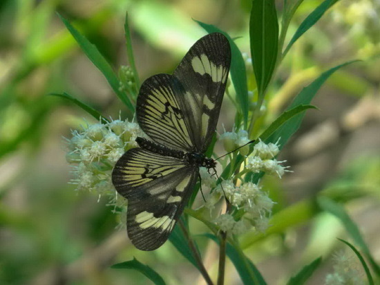 Reserva Ecológica Costanera Sur
