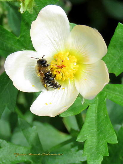 Reserva Ecológica Costanera Sur