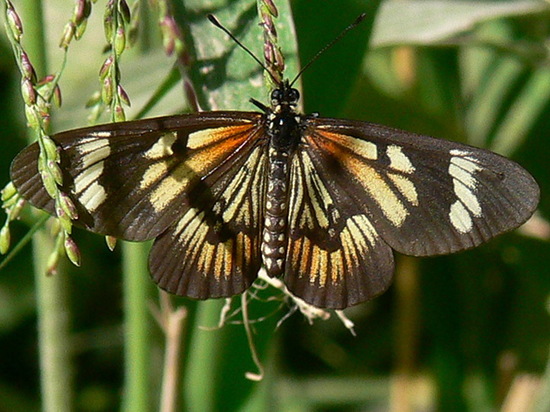 Reserva Ecológica Costanera Sur