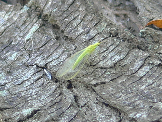 Reserva Ecológica Costanera Sur