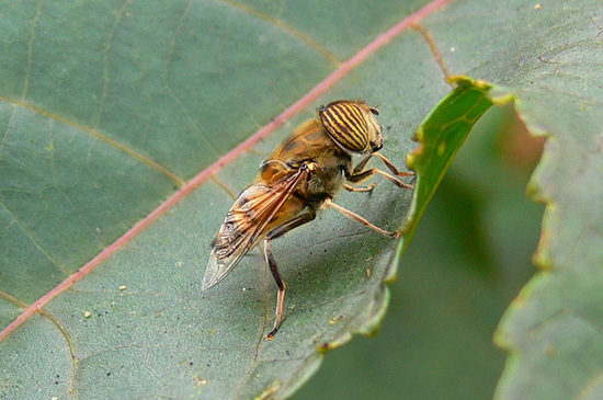 Reserva Ecológica Costanera Sur