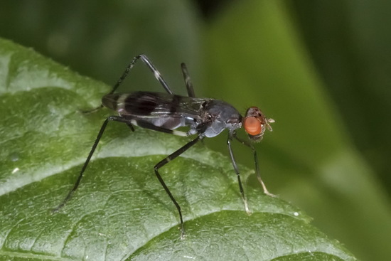Reserva Ecológica Costanera Sur