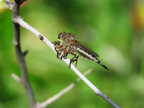 Reserva Ecológica Costanera Sur