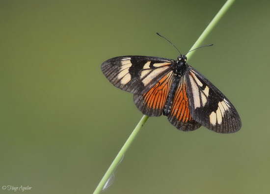 Reserva Ecológica Costanera Sur