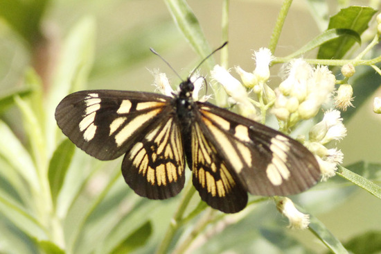 Reserva Ecológica Costanera Sur