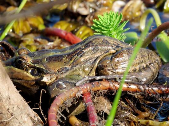 Reserva Ecológica Costanera Sur