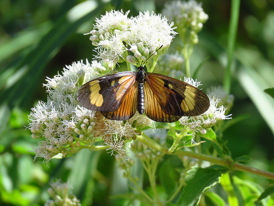 Reserva Ecológica Costanera Sur