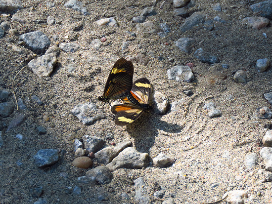 Reserva Ecológica Costanera Sur