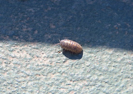 Reserva Ecológica Costanera Sur