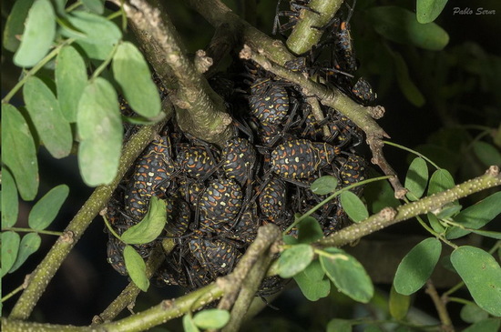 Reserva Ecológica Costanera Sur