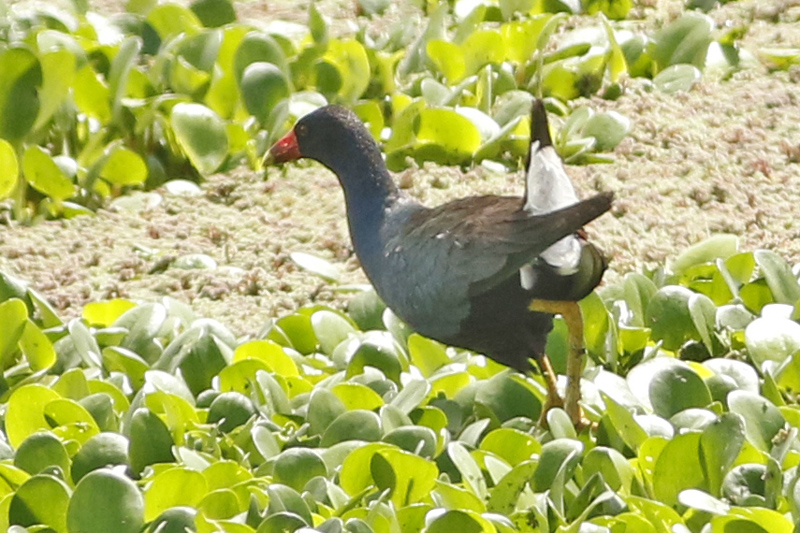 Reserva Ecológica Costanera Sur