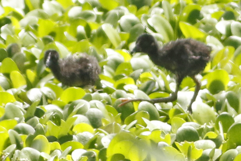 Reserva Ecológica Costanera Sur