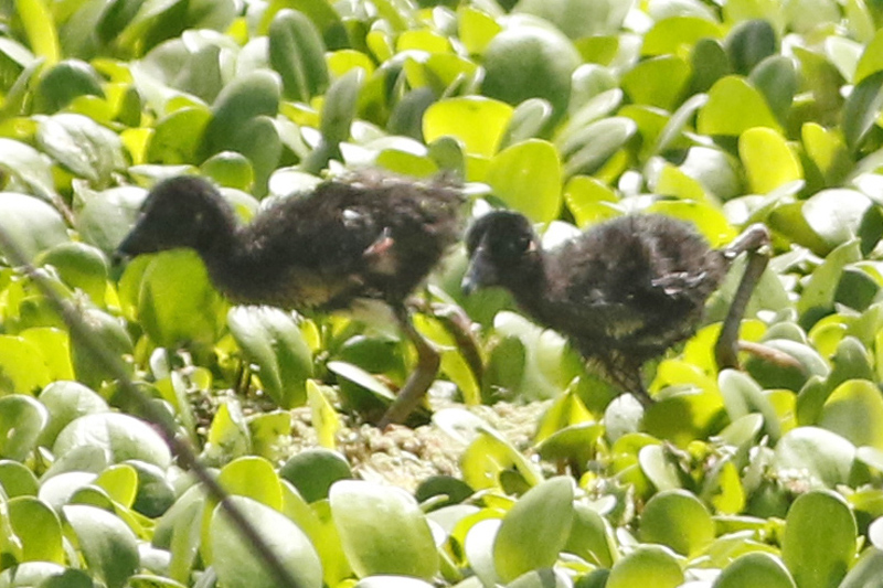 Reserva Ecológica Costanera Sur