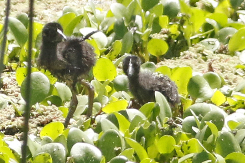 Reserva Ecológica Costanera Sur