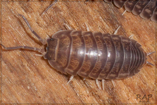 Reserva Ecológica Costanera Sur