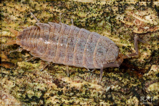 Reserva Ecológica Costanera Sur