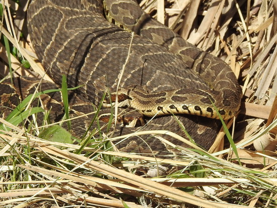 Reserva Ecológica Costanera Sur