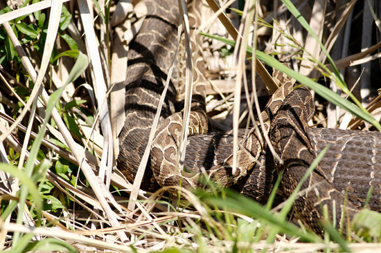 Reserva Ecológica Costanera Sur