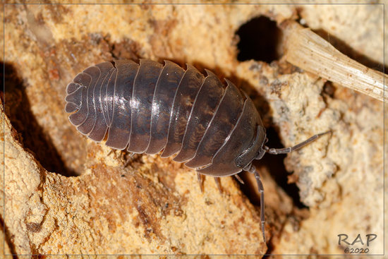 Reserva Ecológica Costanera Sur