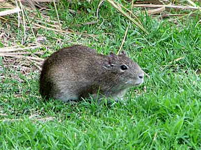 Reserva Ecológica Costanera Sur