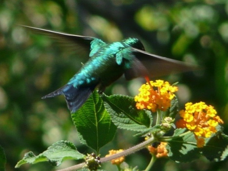 Reserva Ecológica Costanera Sur