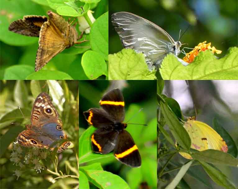 Reserva Ecológica Costanera Sur