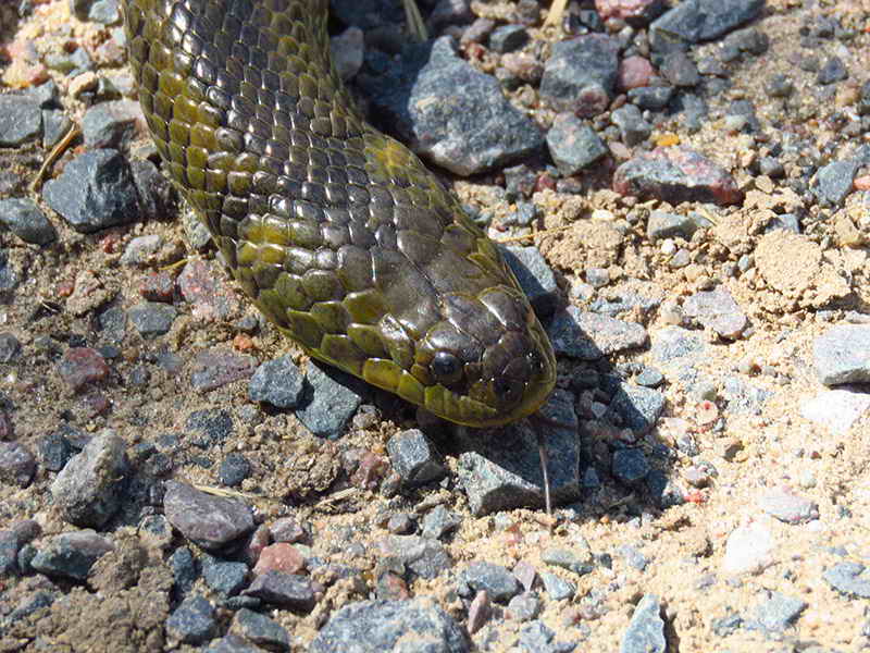 Reserva Ecológica Costanera Sur