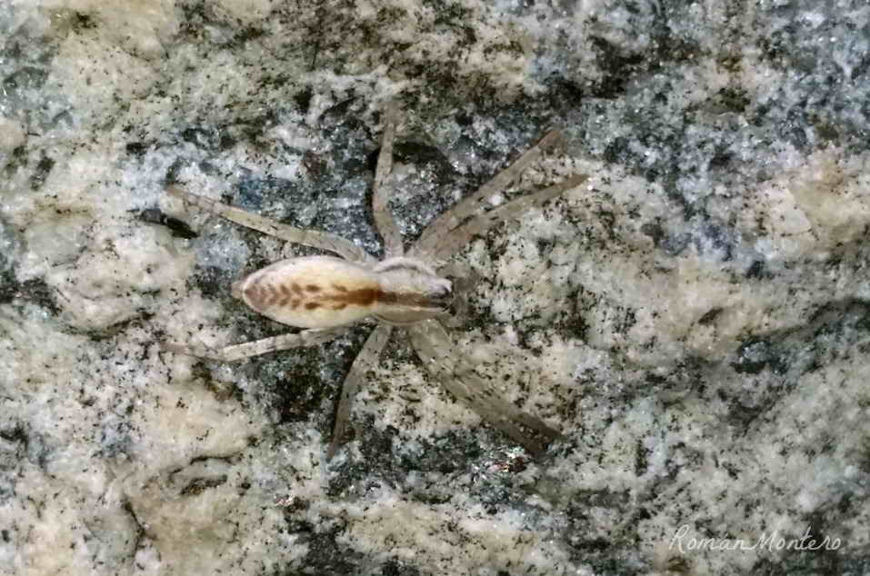 Reserva Ecológica Costanera Sur