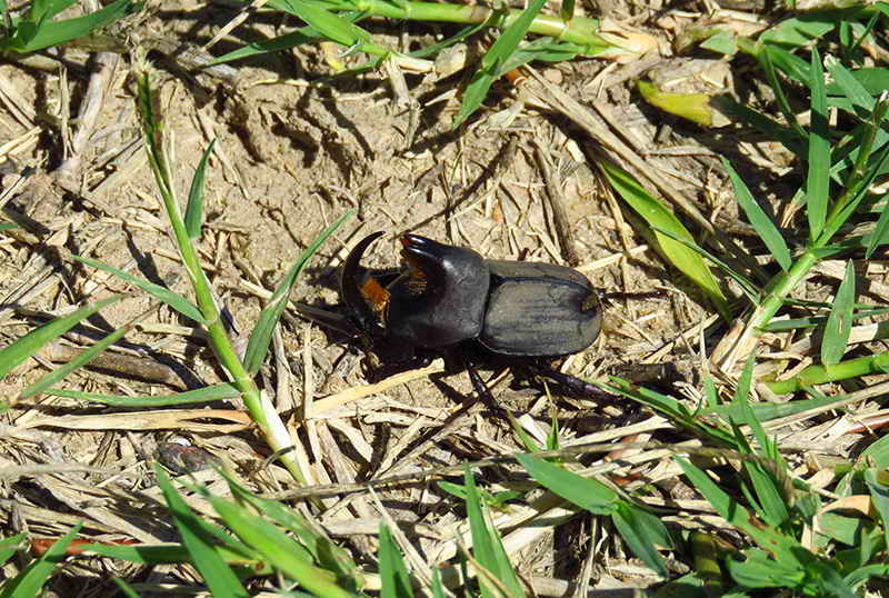 Reserva Ecológica Costanera Sur